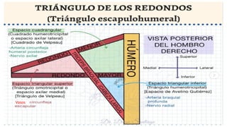 ESPACIOS AXILARES ,todos los músculos que los conforman | PPTX