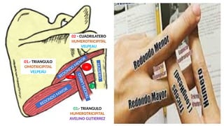 ESPACIOS AXILARES ,todos los músculos que los conforman | PPTX