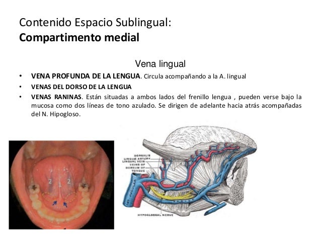 Espacio sublingual