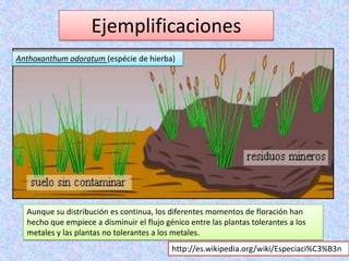 Especiación parasimpátrica por Verónica Tigse | PPTX