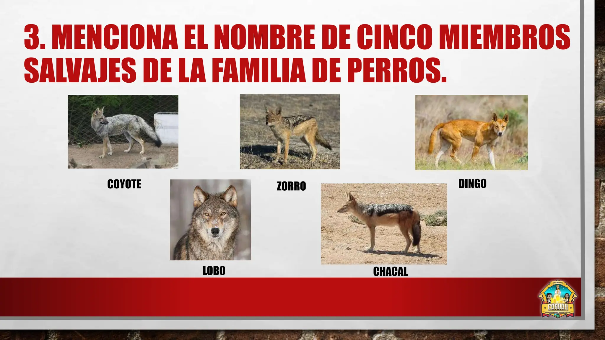 ESPECIALIDAD DE PERROS RESPUESTAS CONQUIS.pptx