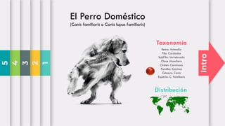 Especialidad Perros | PDF
