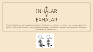 Especialidad conquistadores Sistema Respiratorio.pptx