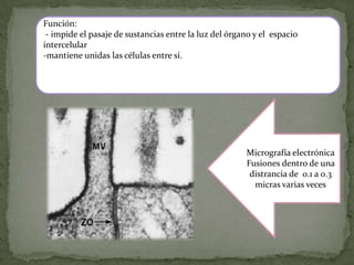 Especialización de membrana lateral. UNFV | PPTX