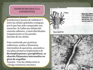 Especialización de membrana lateral. UNFV | PPTX