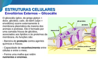 Especializacões da membrana plasmática | ODP
