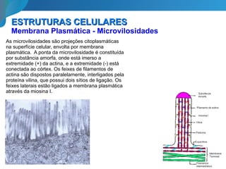 Especializacões da membrana plasmática | ODP
