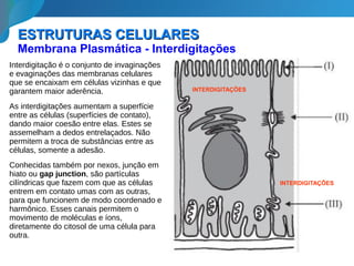 Especializacões da membrana plasmática | PPT