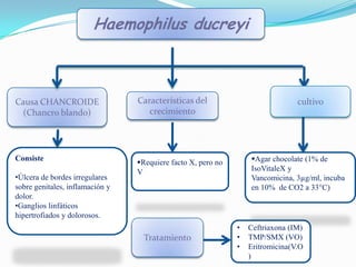 Especies del haemophilus luis r. | PPTX