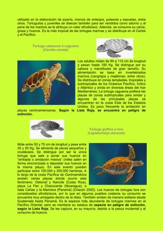 Especies tortugas marinas del mundo | PDF