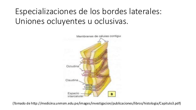 Especilazaciones de la membrana