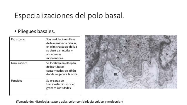 Especilazaciones de la membrana