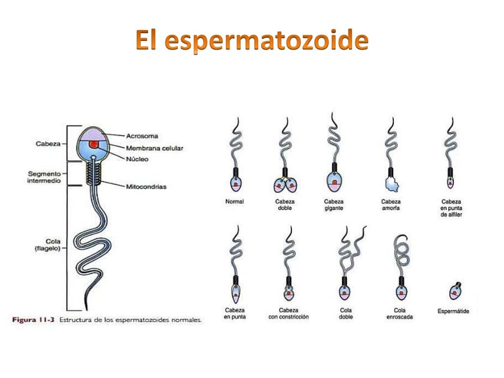 Espermatobioscopia: Analisis funcional del semen