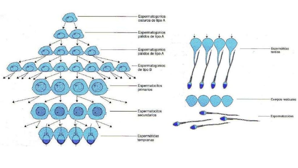 Espermatognesis Wikipedia La Enciclopedia Libre