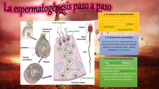 Espermatogenesis | PPTX
