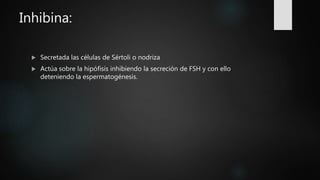 Espermatogenesis | PPTX
