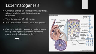 Espermatogenesis | PPTX