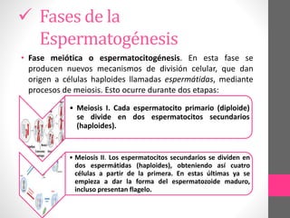 Espermatogenesis | PPTX
