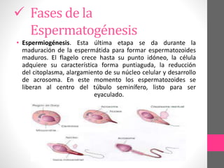 Espermatogenesis | PPTX