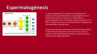 Espermatogenesis | PPTX