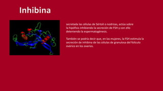 Espermatogenesis | PPTX