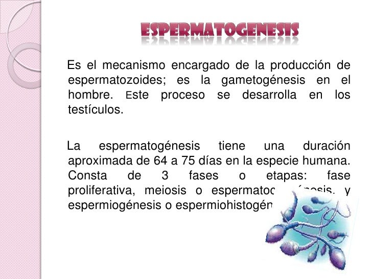 Espermatogénesis: Definición, Etapas Y Proceso Con Figura. – KQTRUC