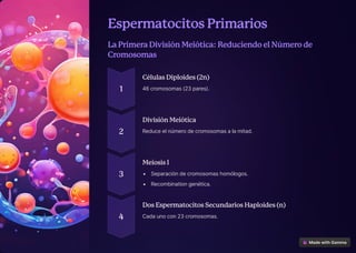 ESPERMATOGENESIS-RS-2.pdf ideal para estudiantes de 1 año de Medicna | PDF