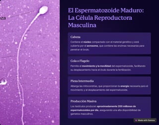 ESPERMATOGENESIS-RS-2.pdf ideal para estudiantes de 1 año de Medicna | PPT