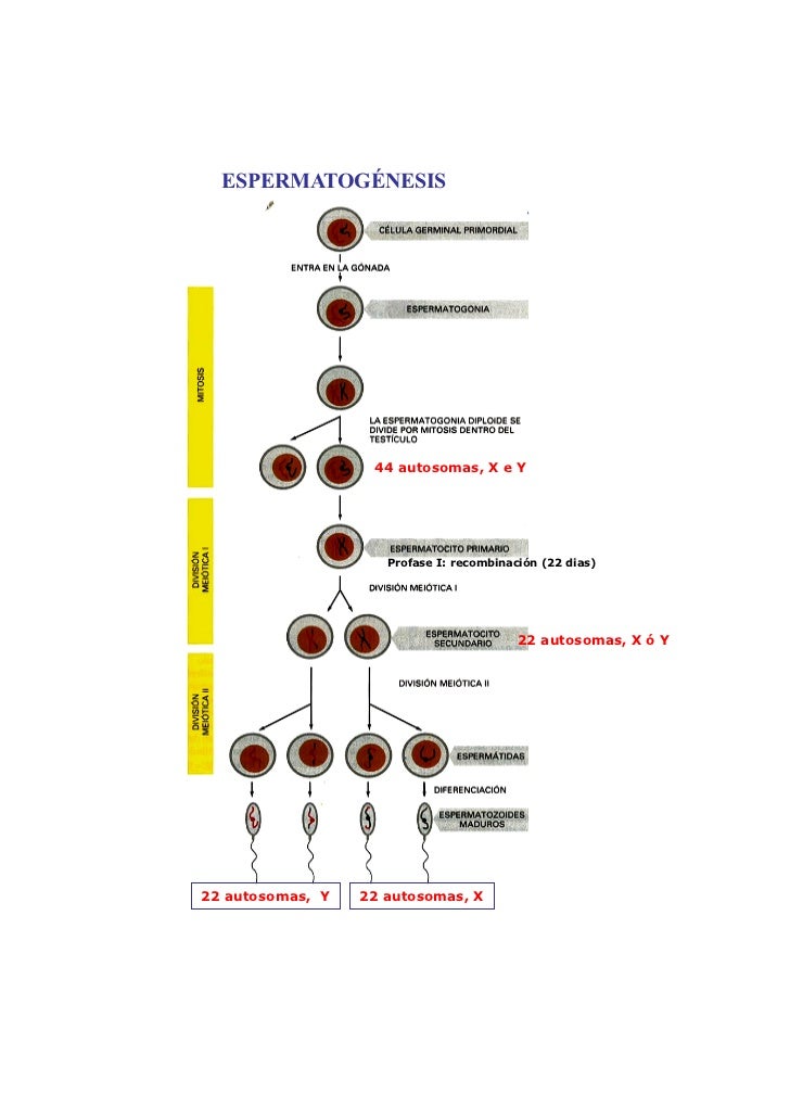 Espermiognesis Fases Y Sus Caractersticas