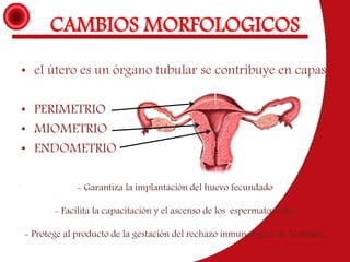 Espermatogenesis y Ciclo menstrual | PPTX
