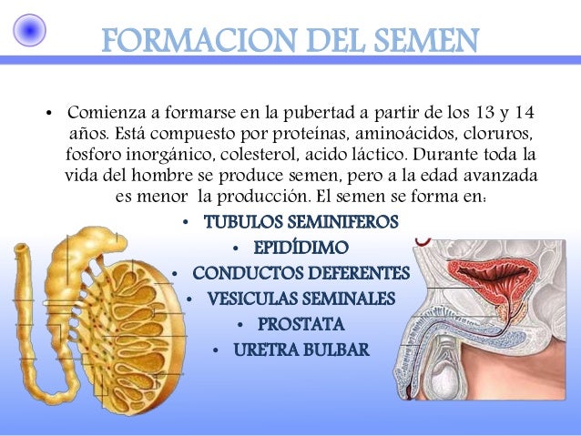 Espermatogenesis y Ciclo menstrual