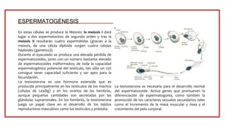 Espermatogenesis y Ovogenesis | PPTX