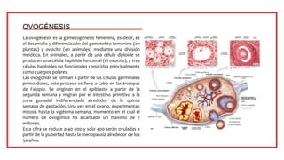 Espermatogenesis y Ovogenesis | PPTX