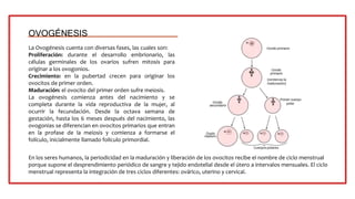 Espermatogenesis y Ovogenesis | PPTX