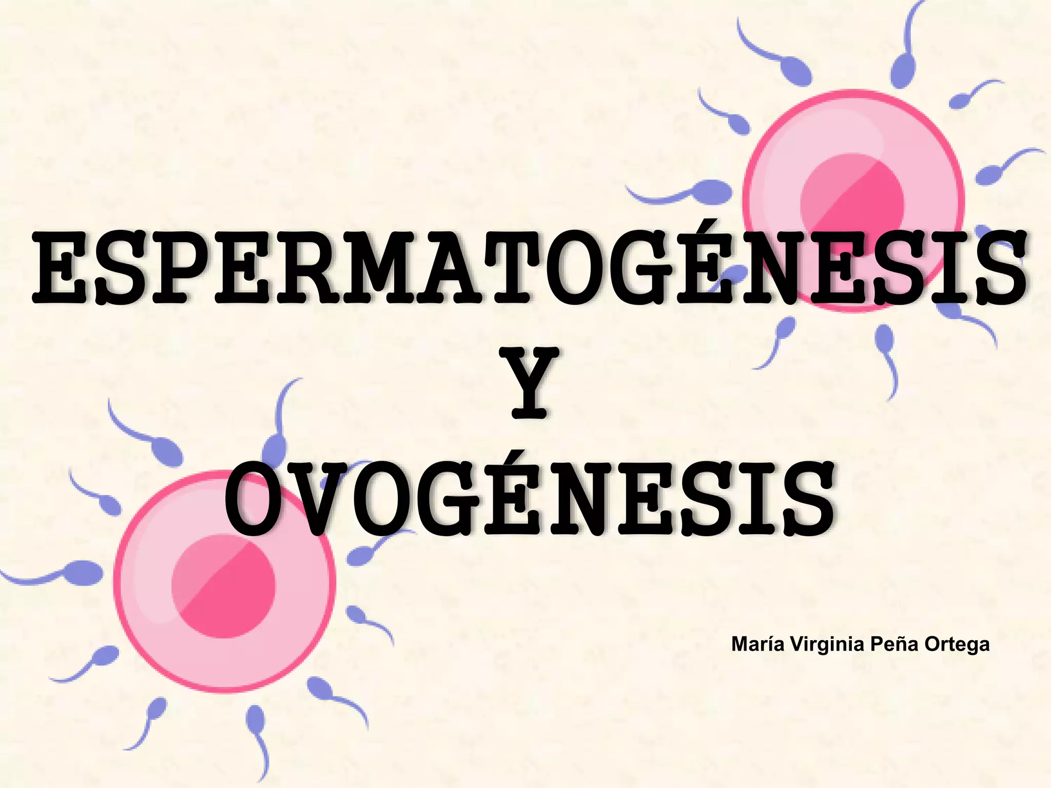 Espermatogenesis y ovogenesis | PPTX