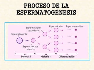 Espermatogenesis y ovogenesis | PPTX