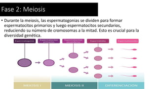 Espermatogénesis concepto, fases y conclusion.pptx