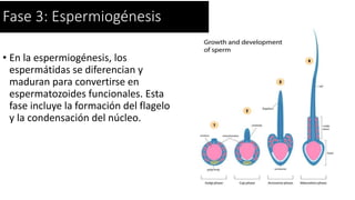 Espermatogénesis concepto, fases y conclusion.pptx