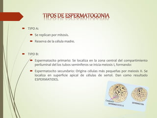 Espermatogénesis | PPTX