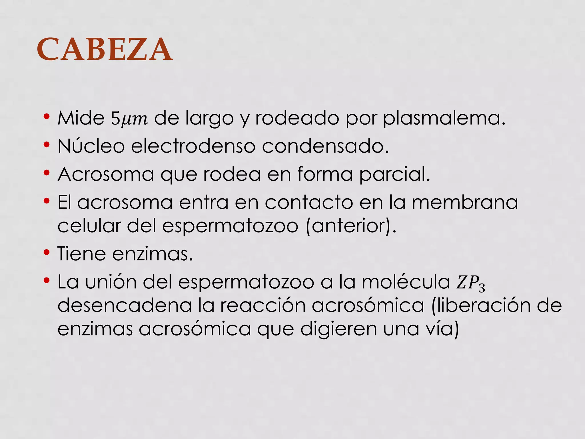 Espermatozoide | PPT