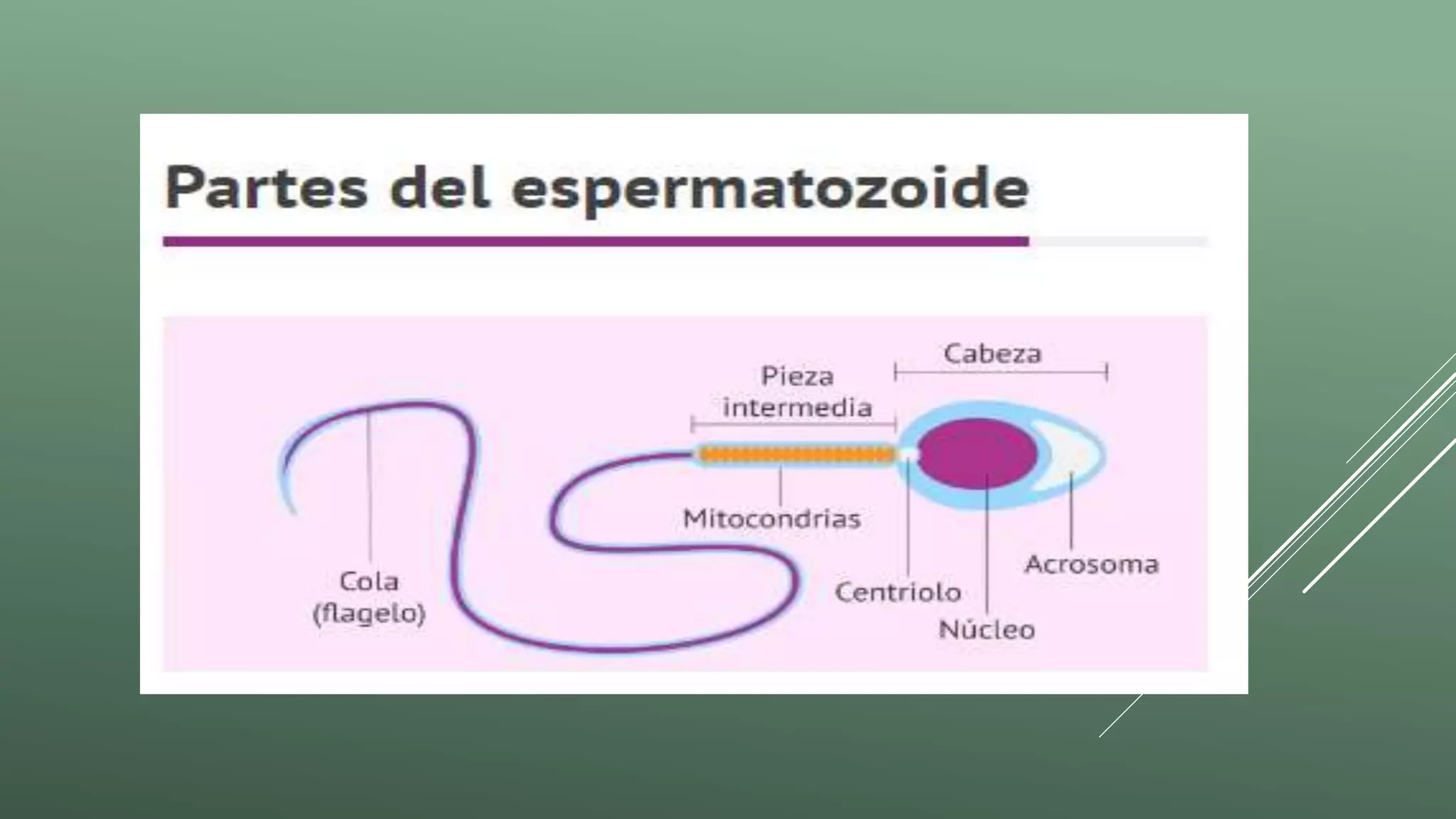 espermatozoide.pptx
