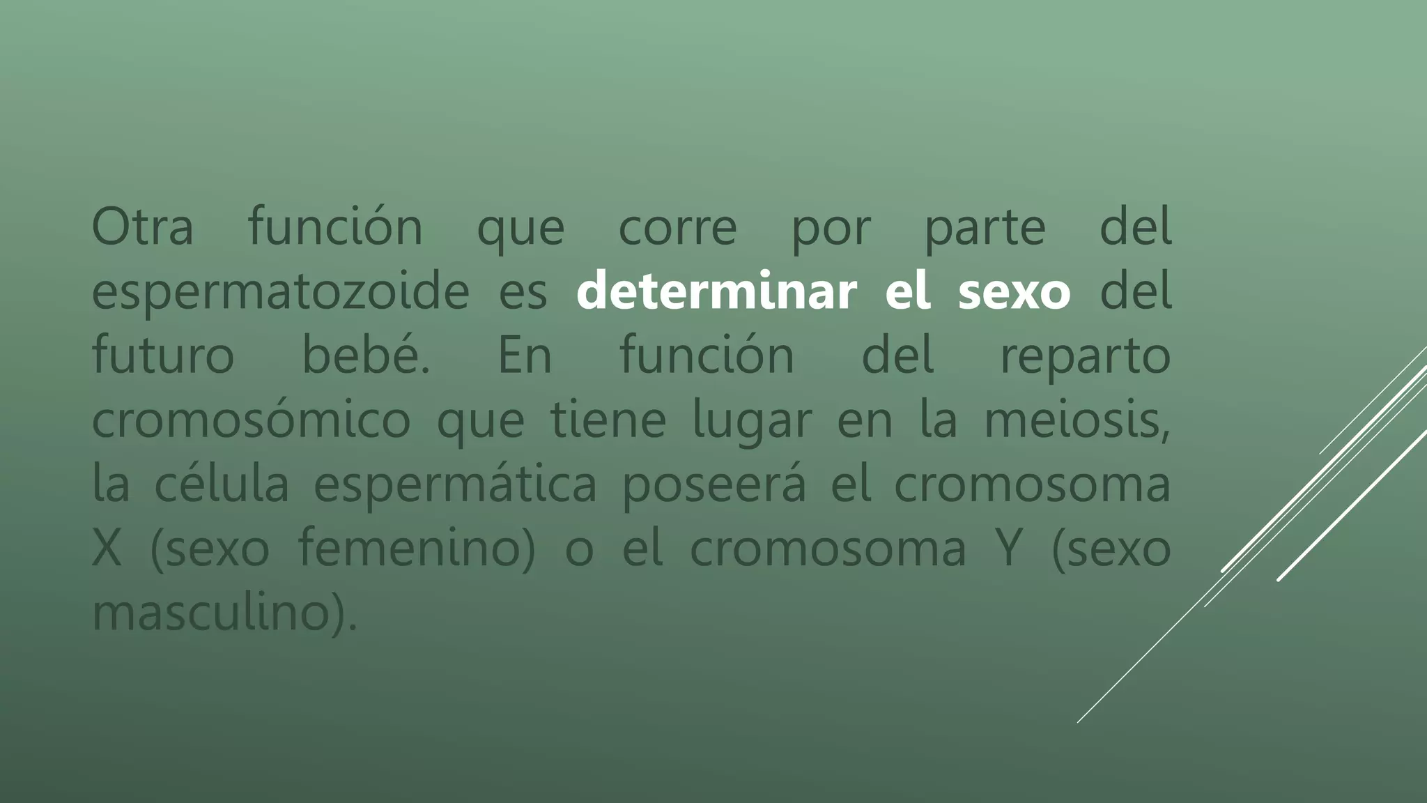 espermatozoide.pptx