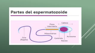 espermatozoide.pptx