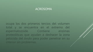 espermatozoide.pptx