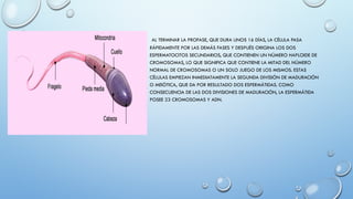 espermatozoide explicación y características | PPTX