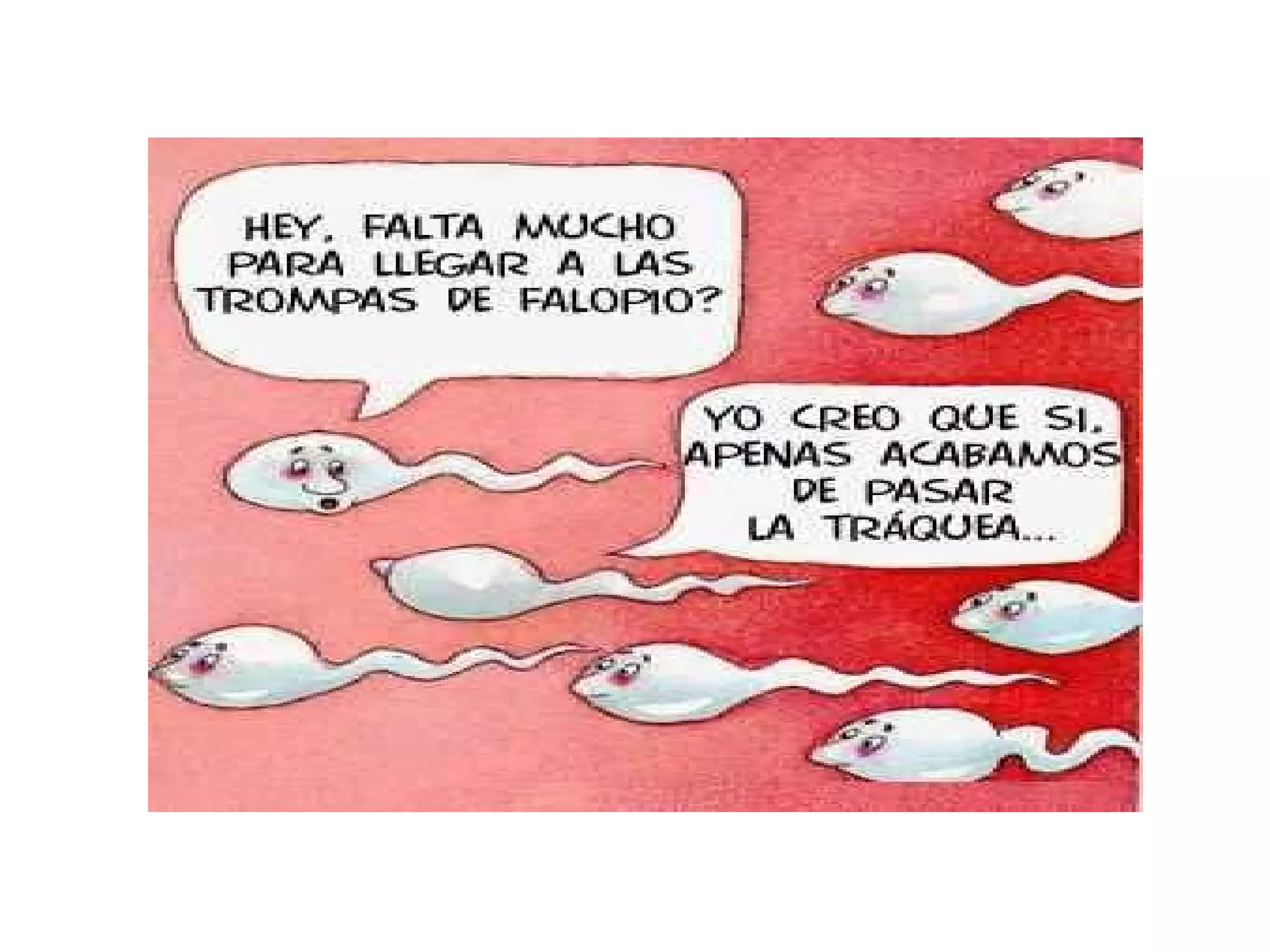 Espermatozoides | PPS
