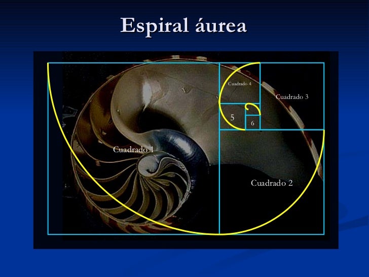 Espiral aurea