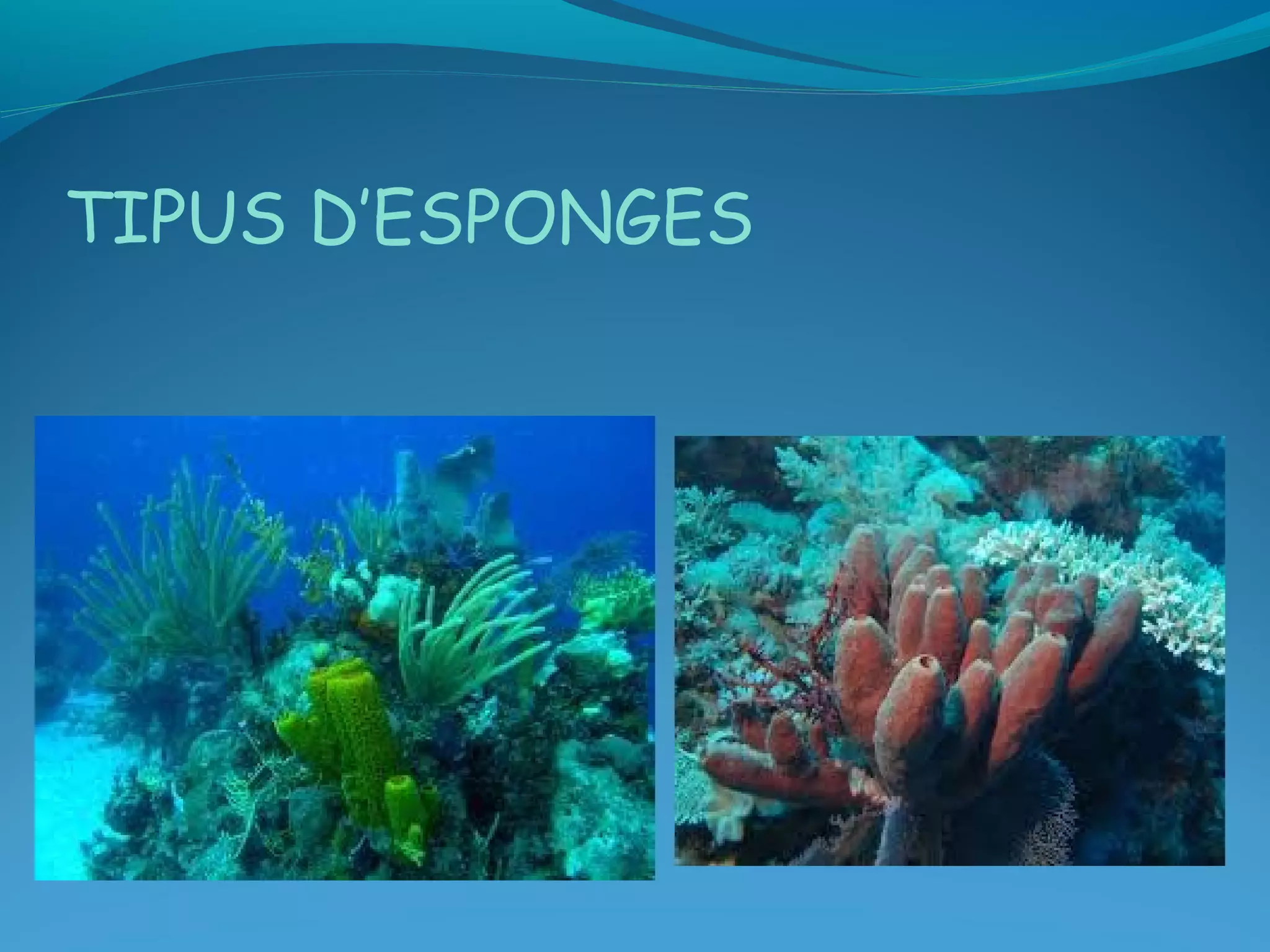 Esponges,celenterats i equinoderms | PPT