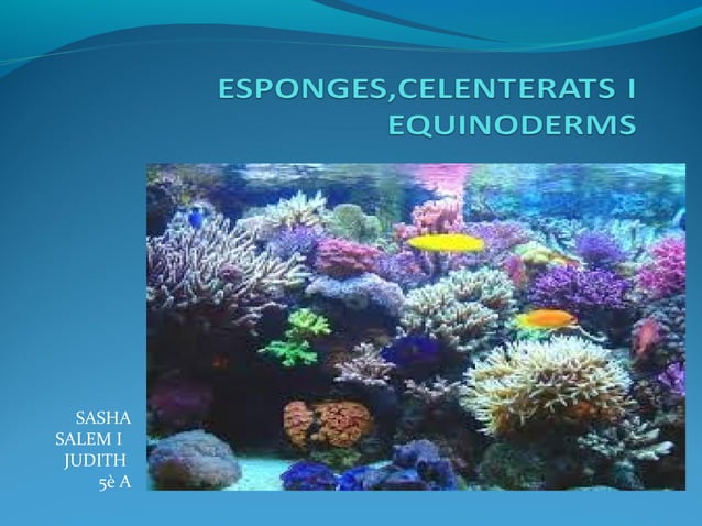 Esponges,celenterats i equinoderms | PPT