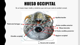 huesos del craneo........................ | PDF